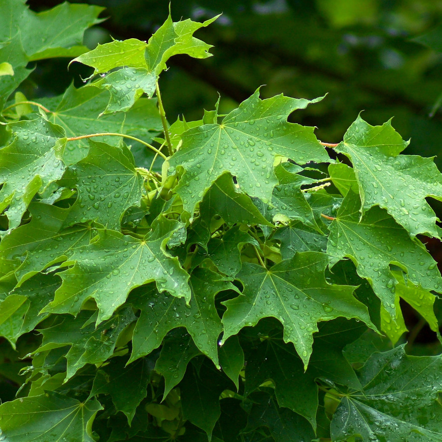 Listnaté stromy a keře – Umíme fakta