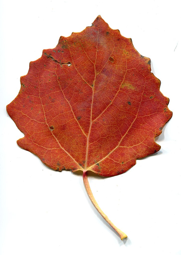 Listnaté stromy a keře (střední) – online Poznávačka