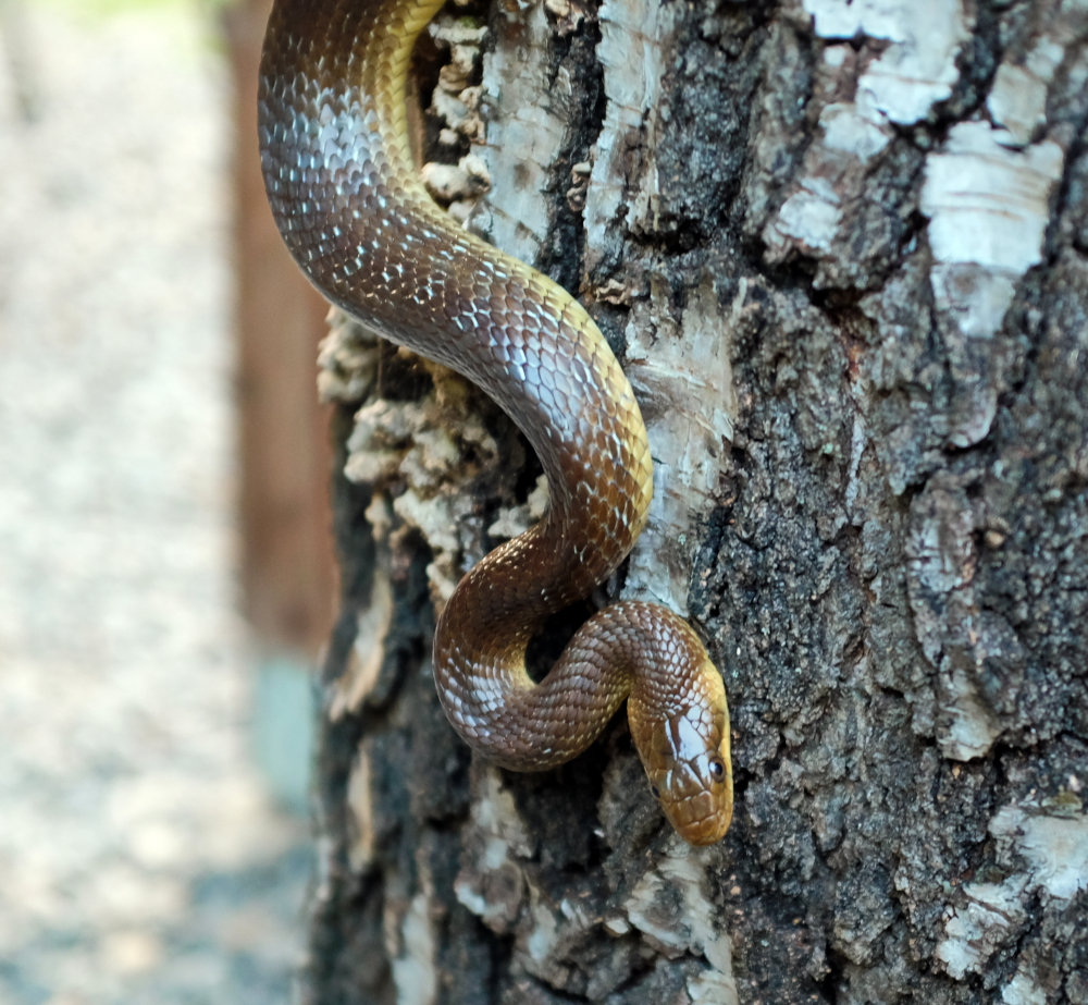 Plazi – Procvičování online – Umíme fakta