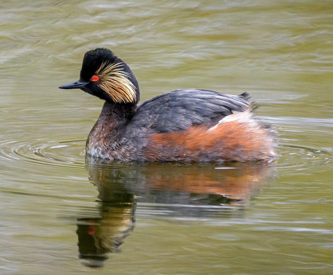 Ptáci – Procvičování online – Umíme fakta