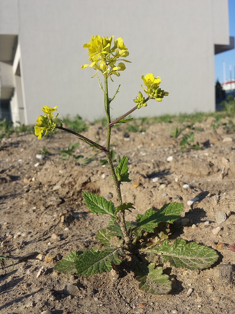 Pexeso – 6. třída – Umíme fakta