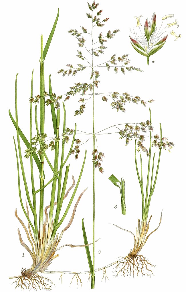 4. třída (4. ročník) – Umíme fakta – Zábavné procvičování znalostí