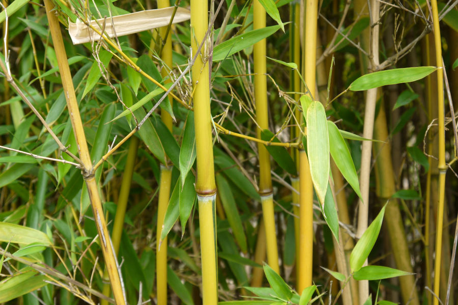 Rostliny – Umíme fakta