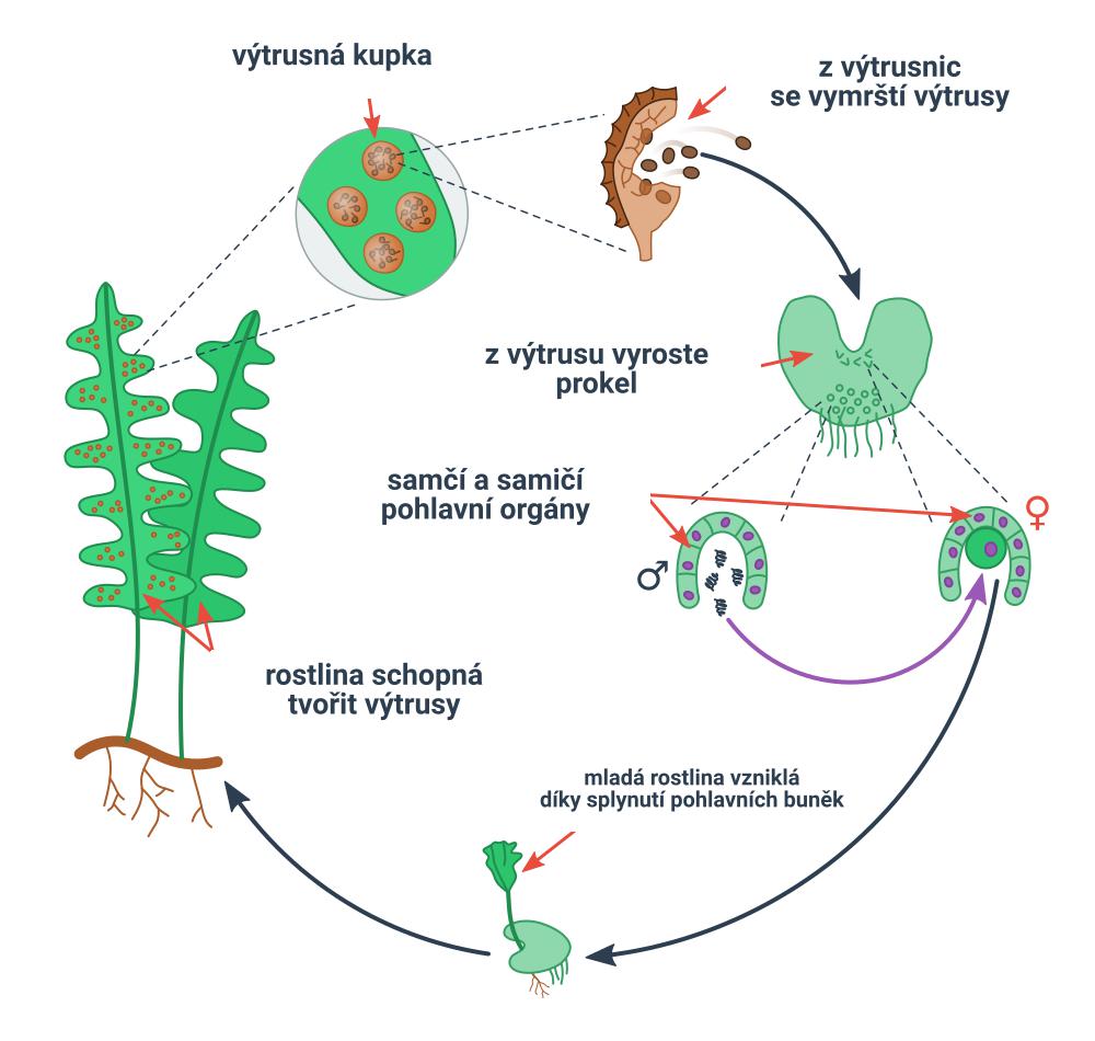 Systém rostlin – Procvičování online – Umíme fakta