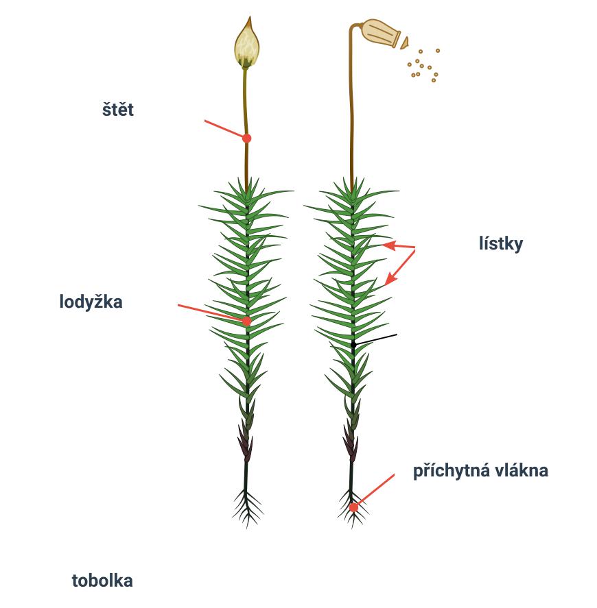Presúvanie – Vieme fakty