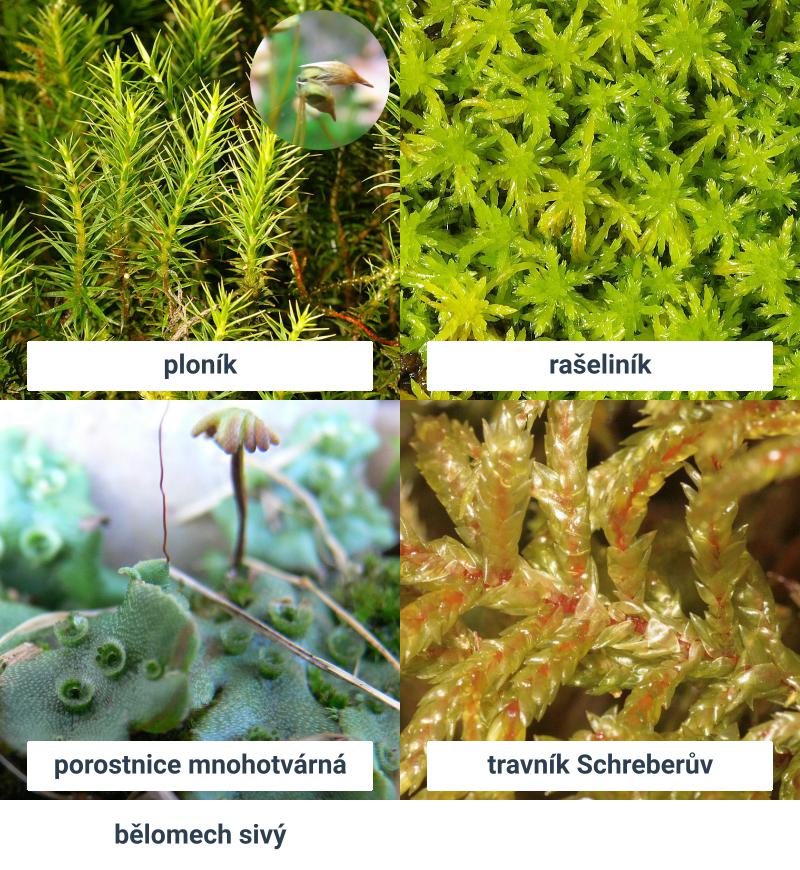 Přesouvání – Umíme fakta