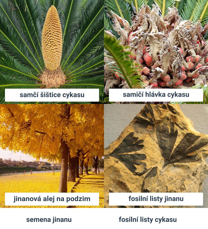 Přesouvání – Umíme fakta