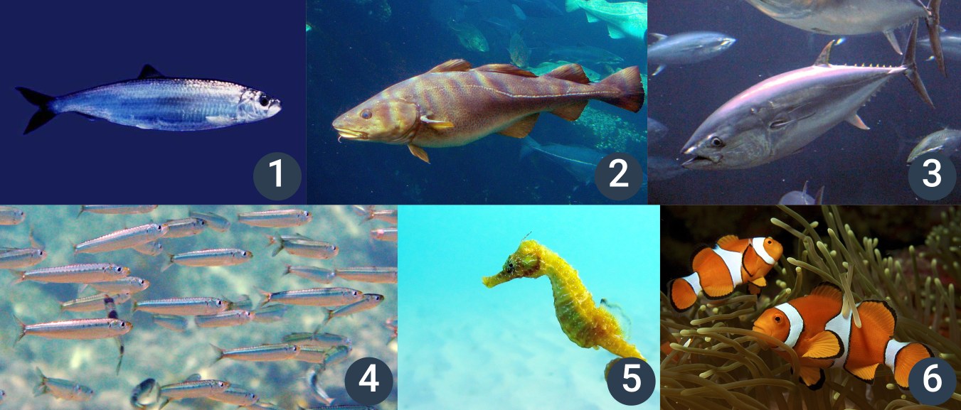 Umíme fakta – Zábavné procvičování znalostí